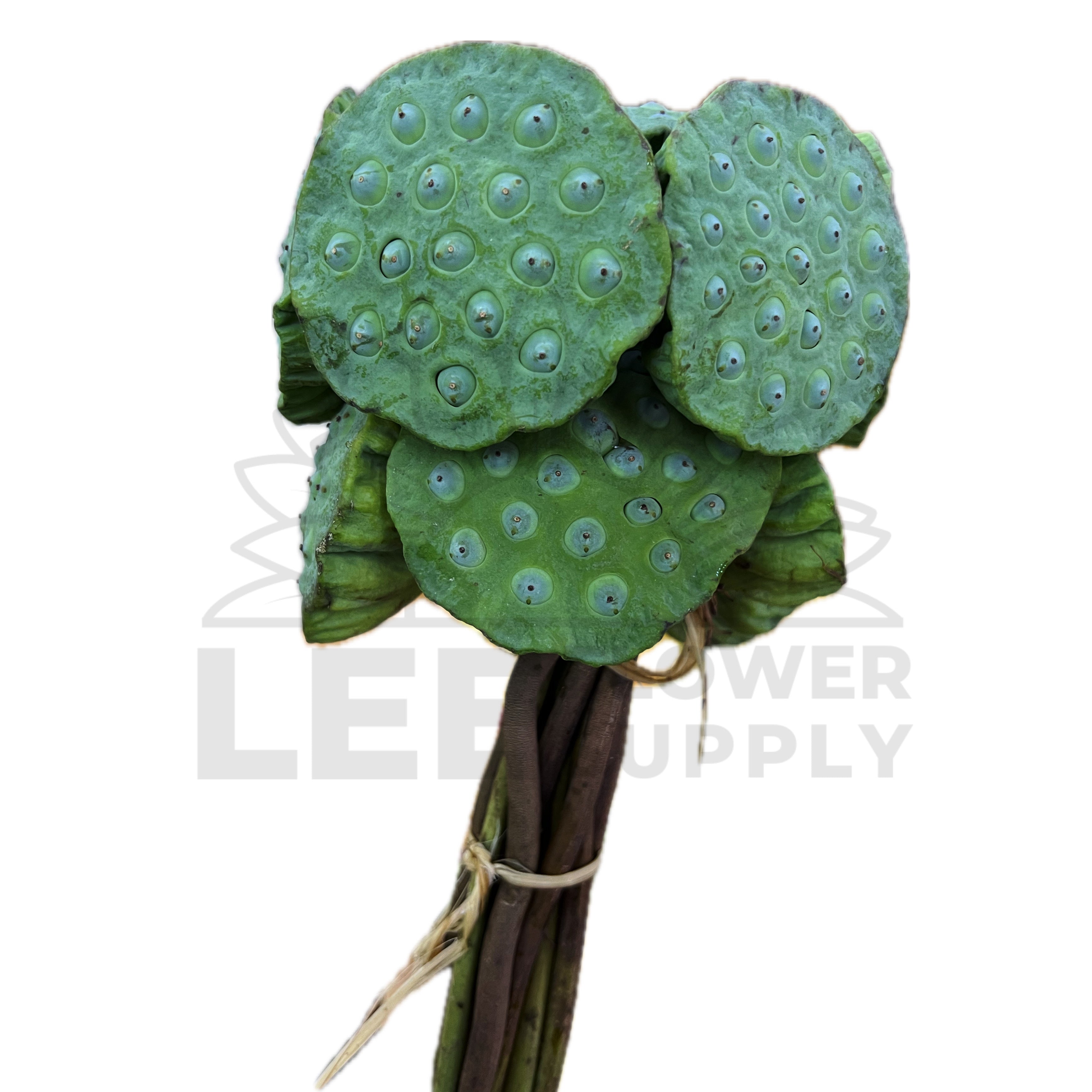 Lotus Pod – Lee Flower Supply