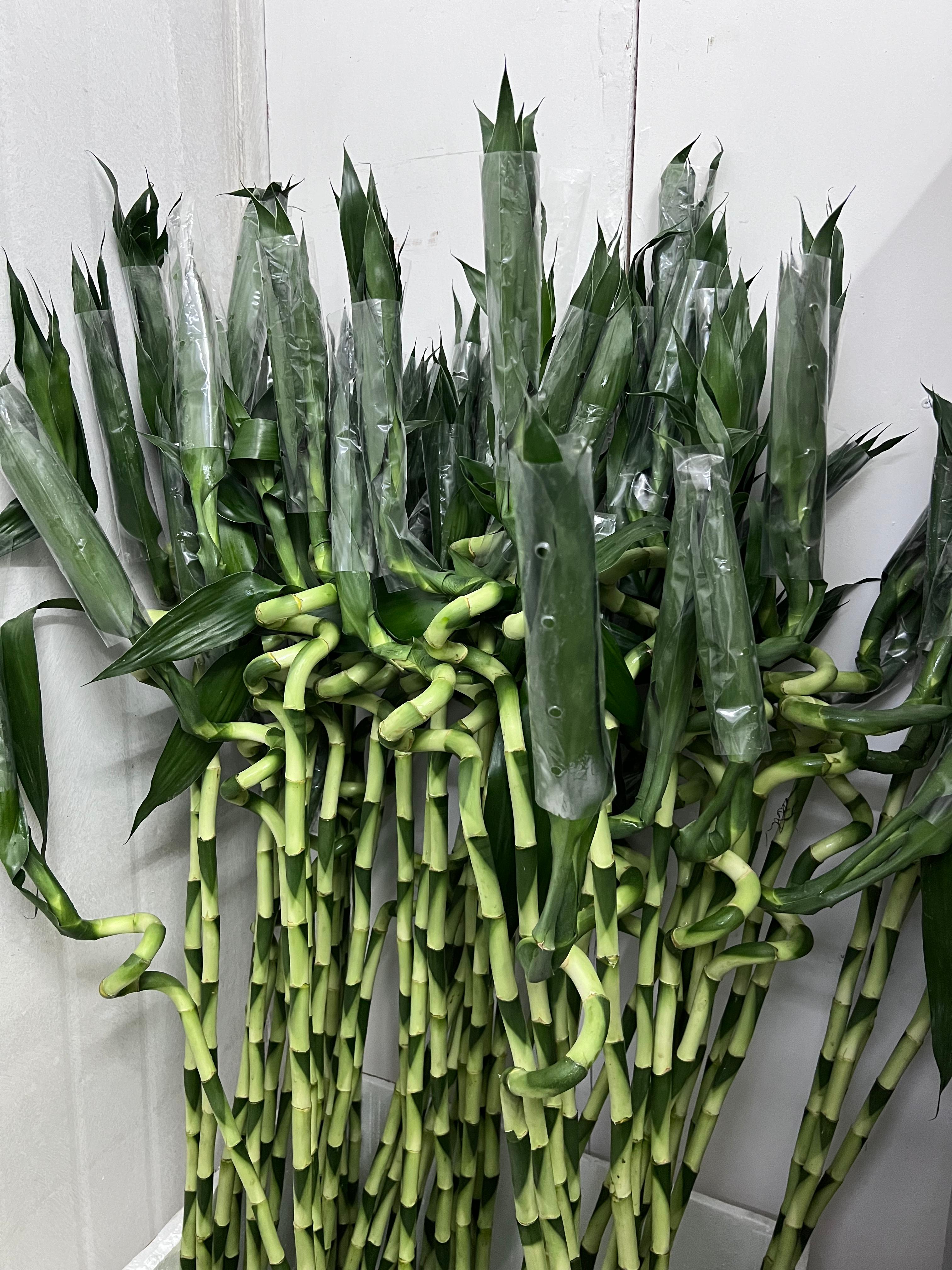Lucky Bamboo (L) - Dracaena Sanderiana – Lee Flower Supply