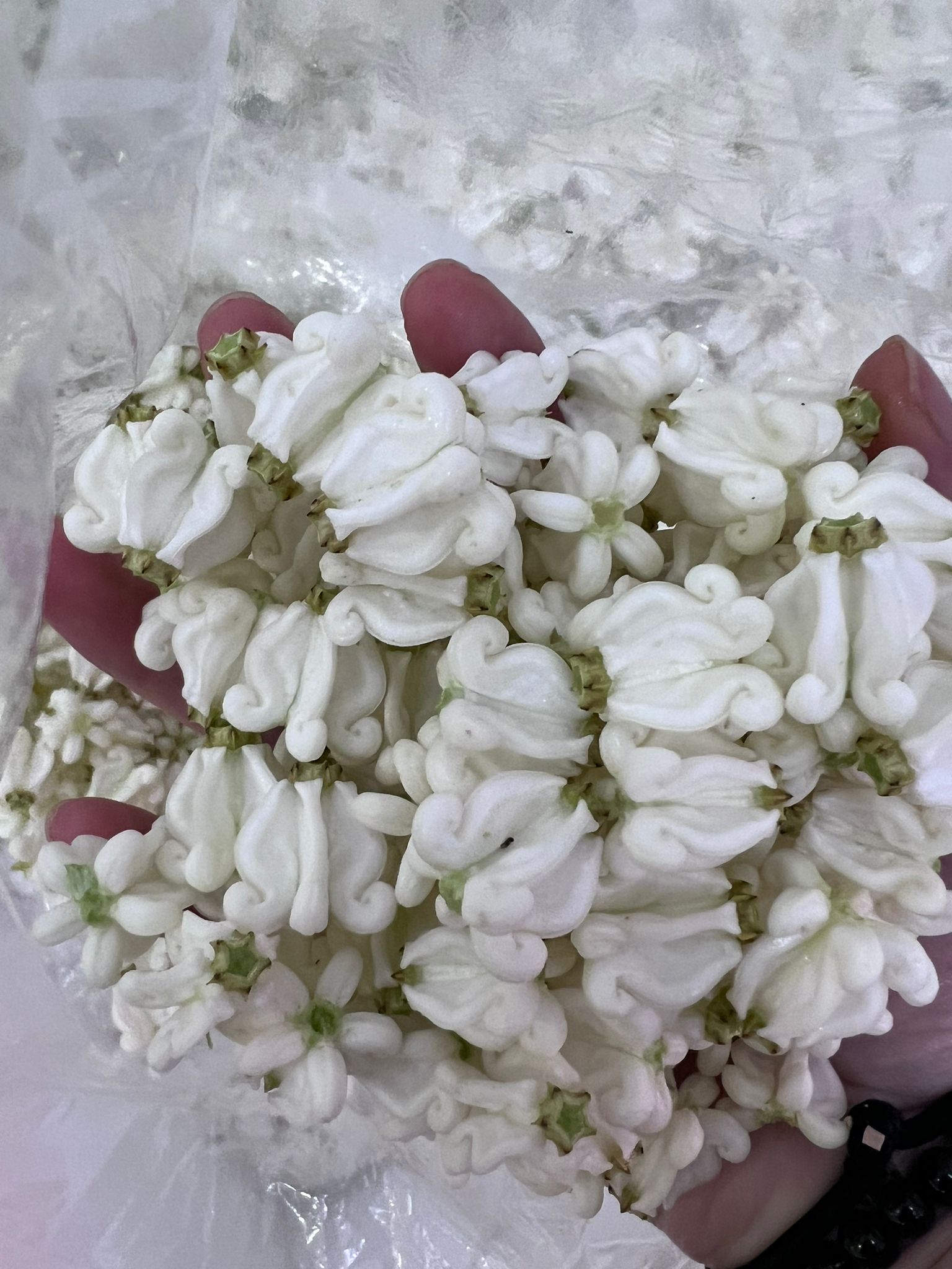 Loose Crown Flower – Lee Flower Supply