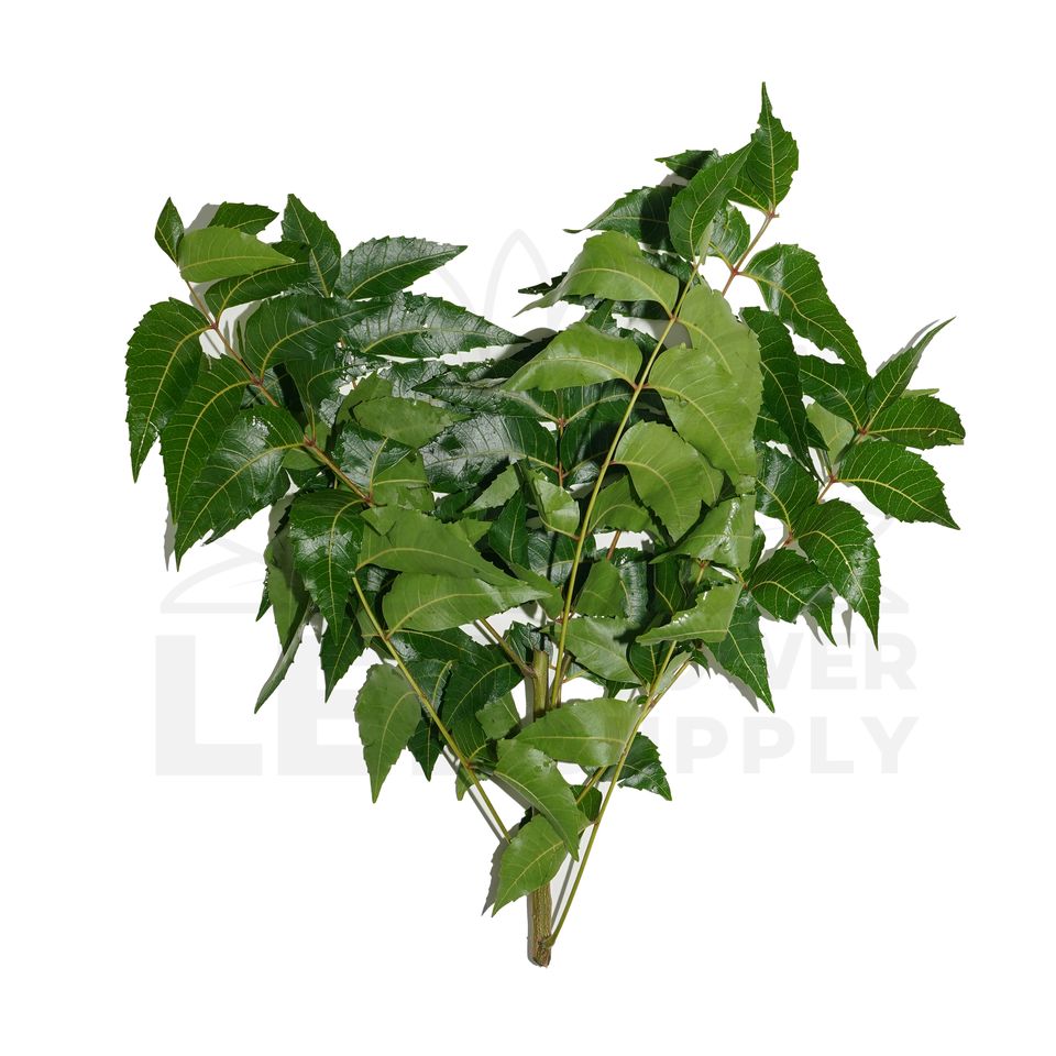 All Products – Page 2 – Lee Flower Supply