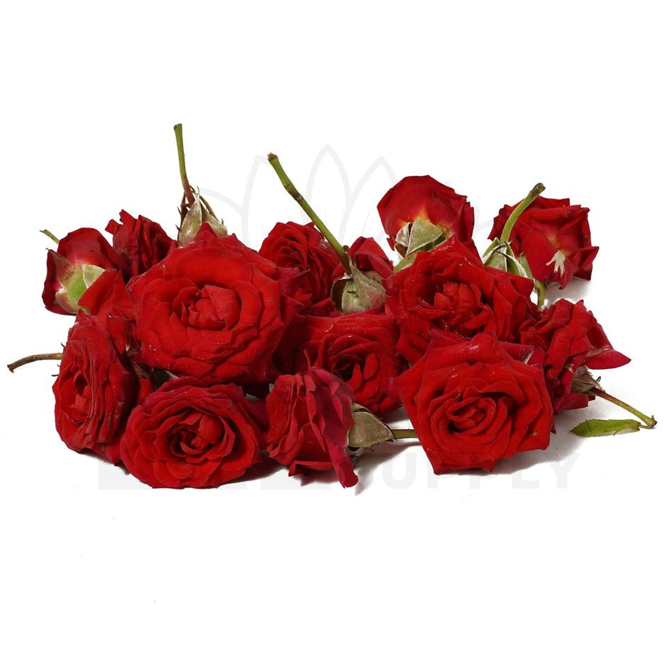 Fresh Cut Flowers – Lee Flower Supply