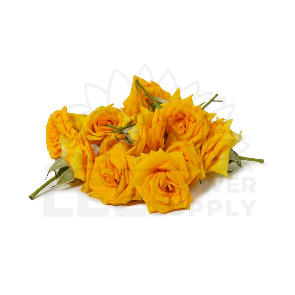 Fresh Cut Flowers – Lee Flower Supply