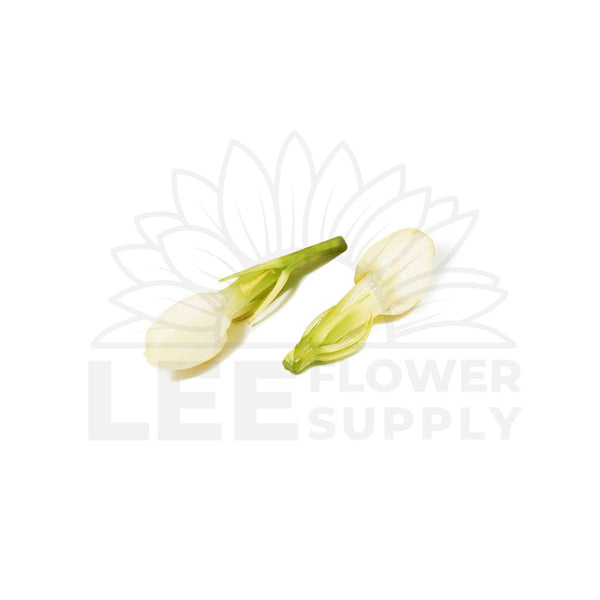 Fresh Jasmine Flower with Stalk – Lee Flower Supply