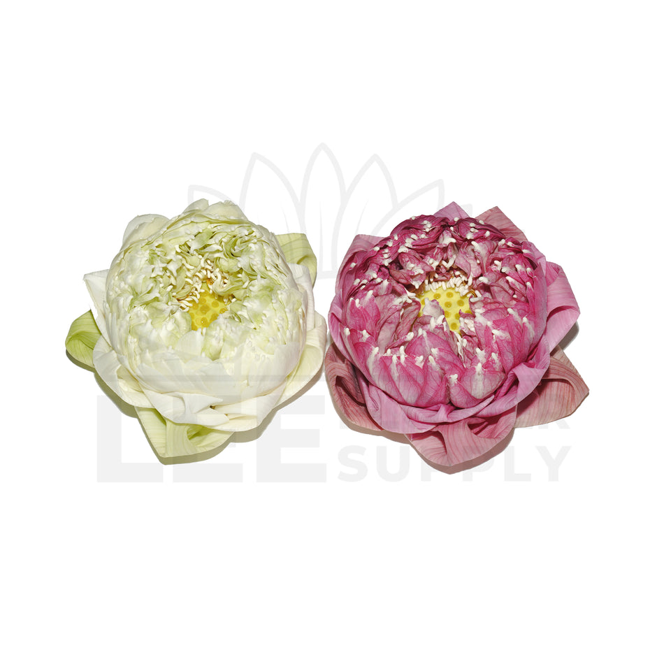 All Products – Lee Flower Supply